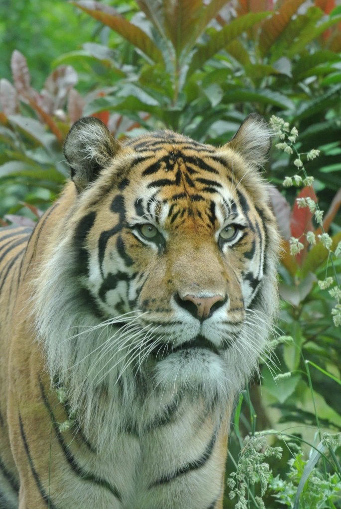 Cavalcare la tigre – lescritteriate